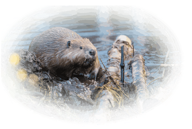 Beaver Removal in Charlotte NC | PCA Wildlife