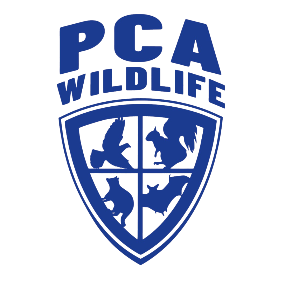 Wildlife Removal Charlotte NC | Squirrel, Bat & Raccoon Removal Experts