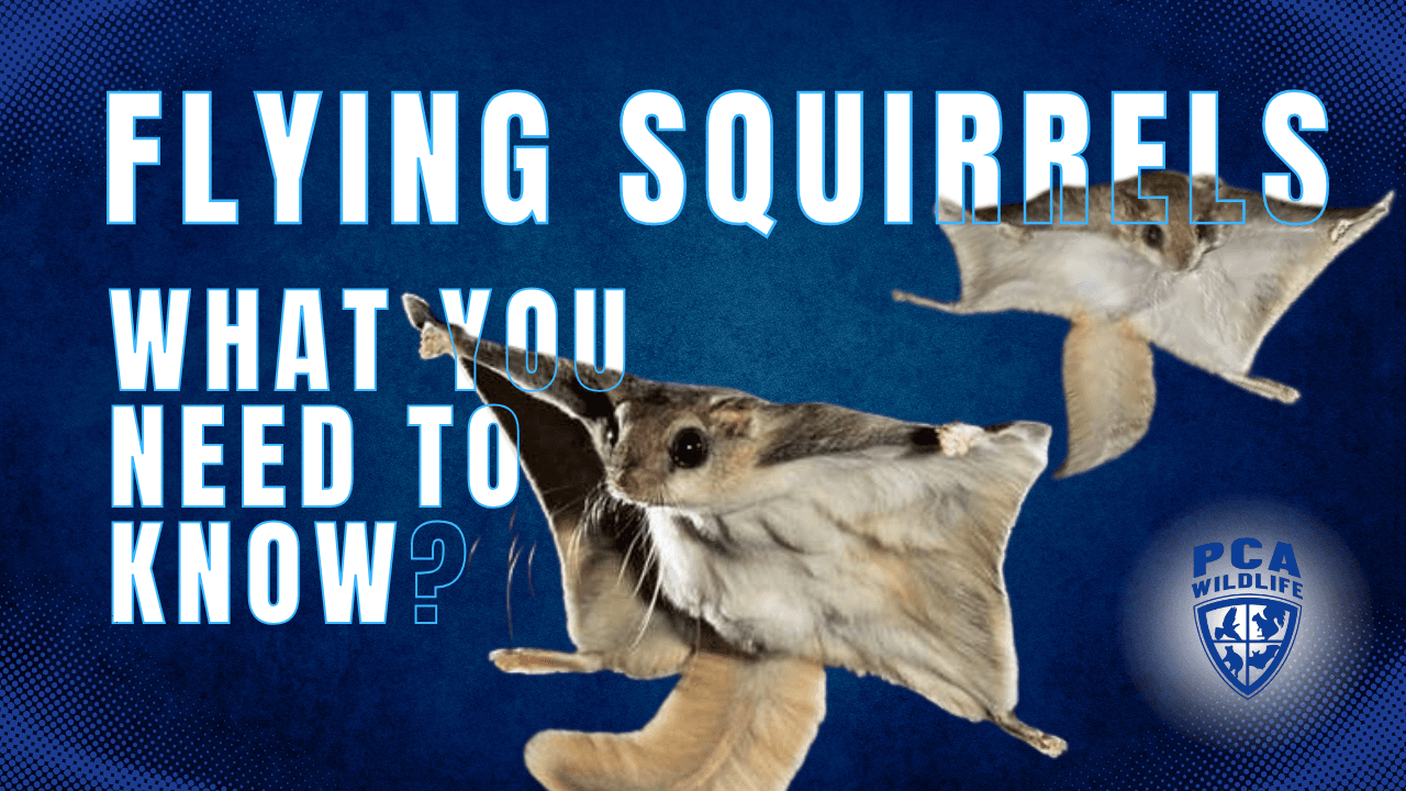 Flying Squirrels Removal in Charlotte | PCA Wildlife