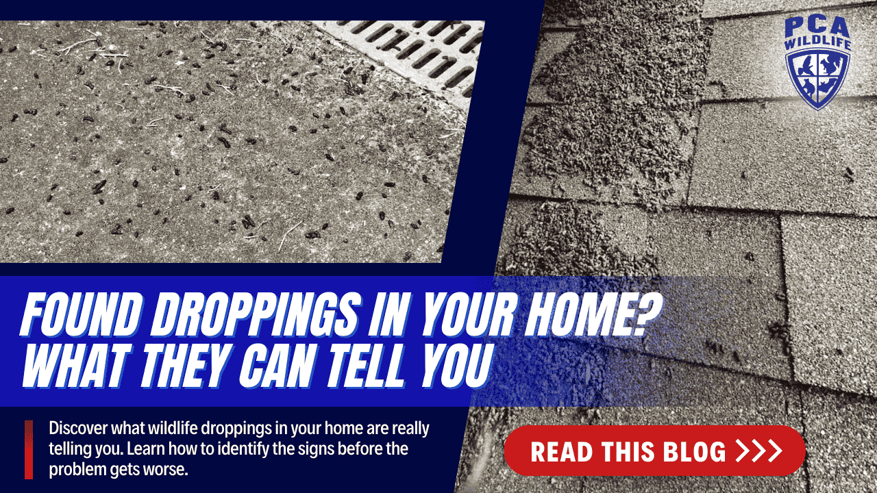Found Droppings in Your Home? What They Reveal | PCA Wildlife